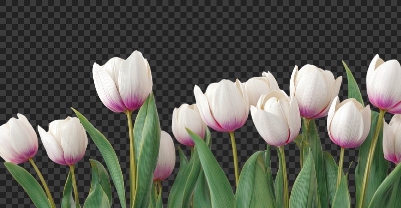 Beautiful.a Background PNG Shadow Nature Flowers Images | Free Photos ...