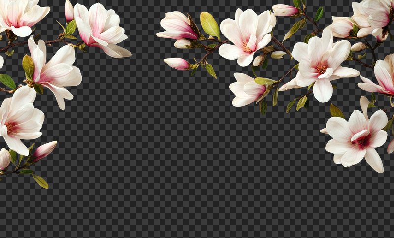 Magnolia Border PNG Images | Free Photos, PNG Stickers, Wallpapers ...