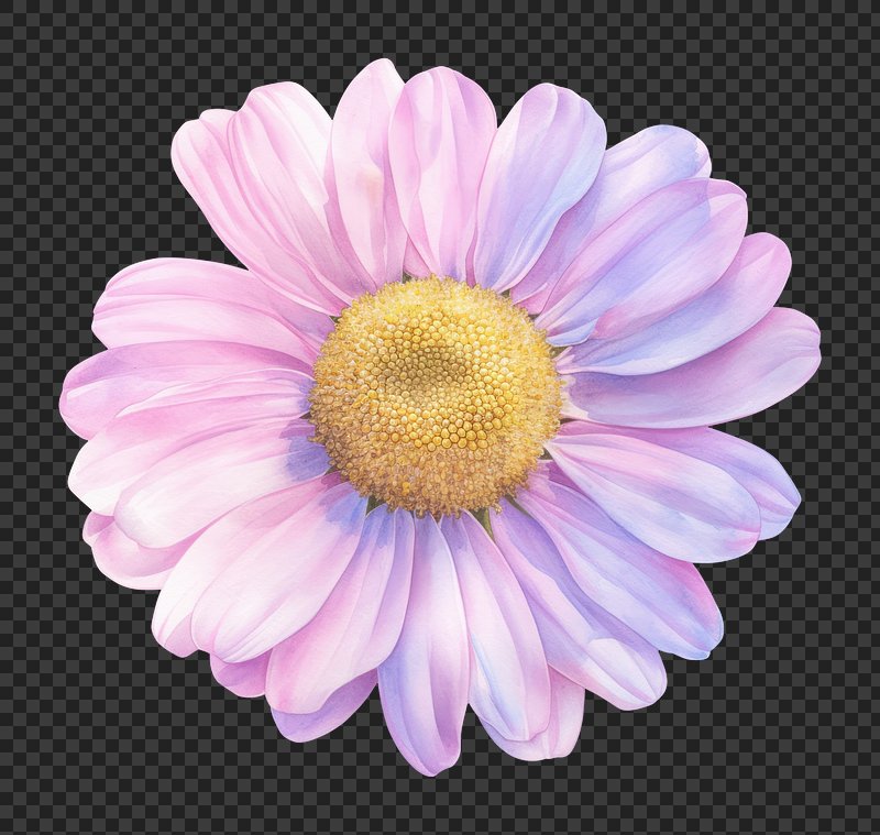 Daisy+watercolor+illustration Isolated Design Images | Free Photos, PNG ...
