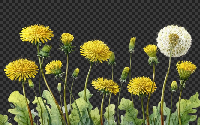 Watercolour Floral Wallpaper PNG Border Images | Free Photos, PNG ...