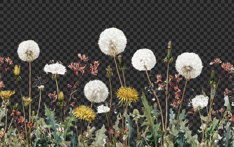 Flower Theme Border PNG Images | Free Photos, PNG Stickers, Wallpapers ...