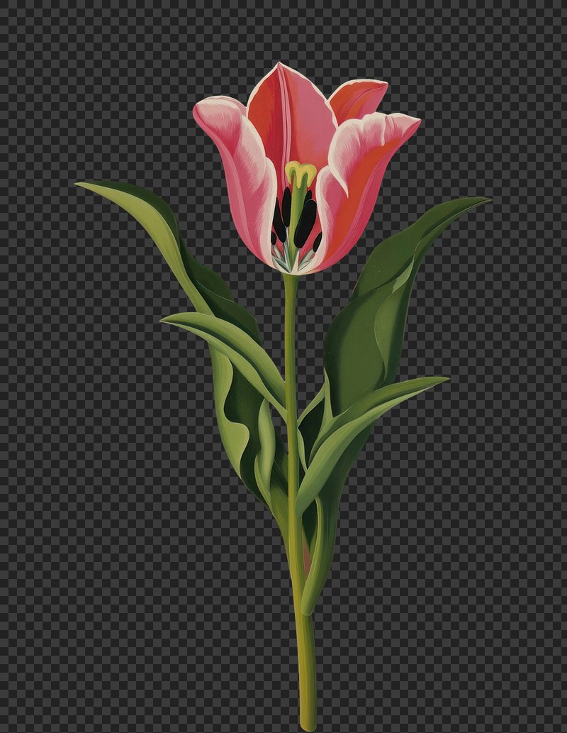 Vintage Plants Paper Texture Shadow Images | Free Photos, PNG Stickers ...