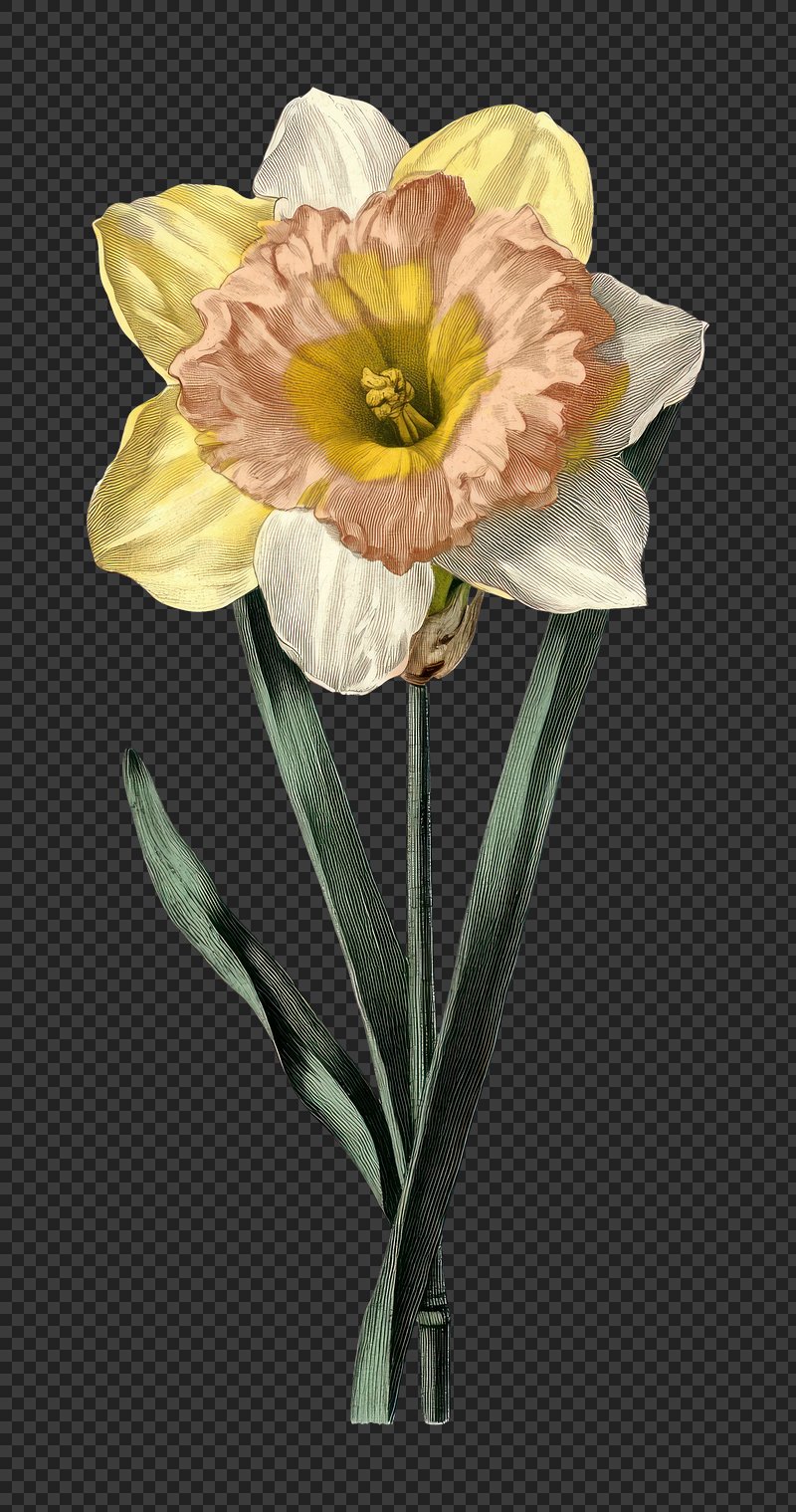 Lemon And Flower Paper Yellow Images | Free Photos, PNG Stickers ...