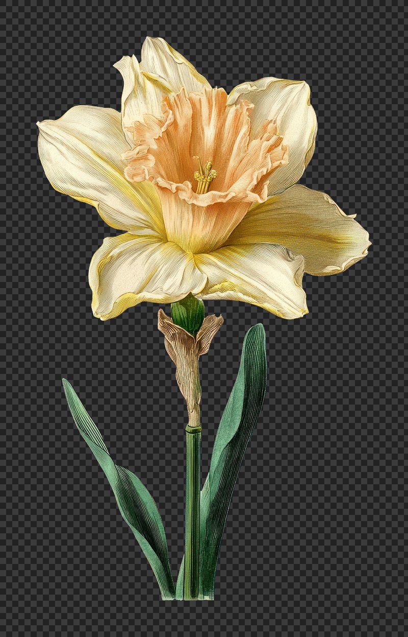 Lemon And Flower Art Illustration Images | Free Photos, PNG Stickers ...