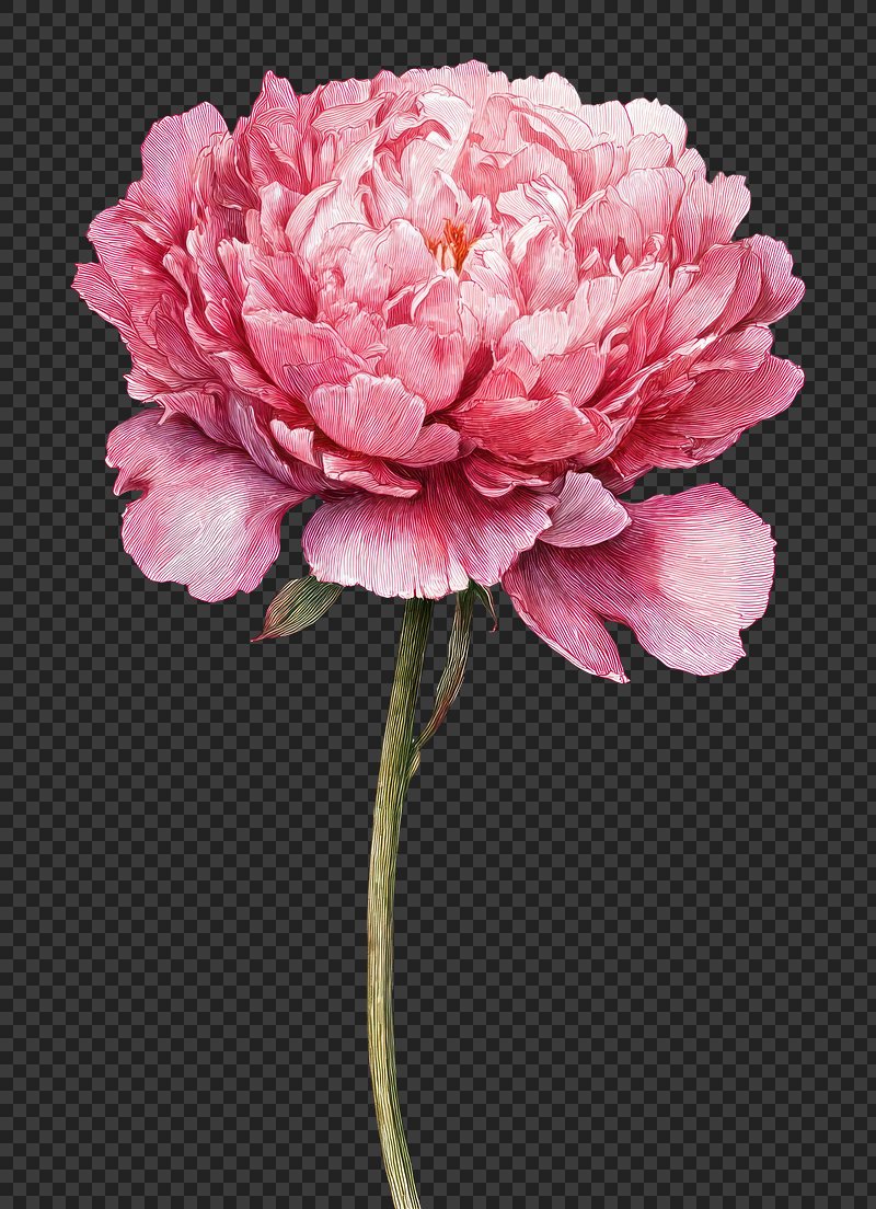 Pink Peony Flower Nature Png Images | Download Free Design Resources on ...