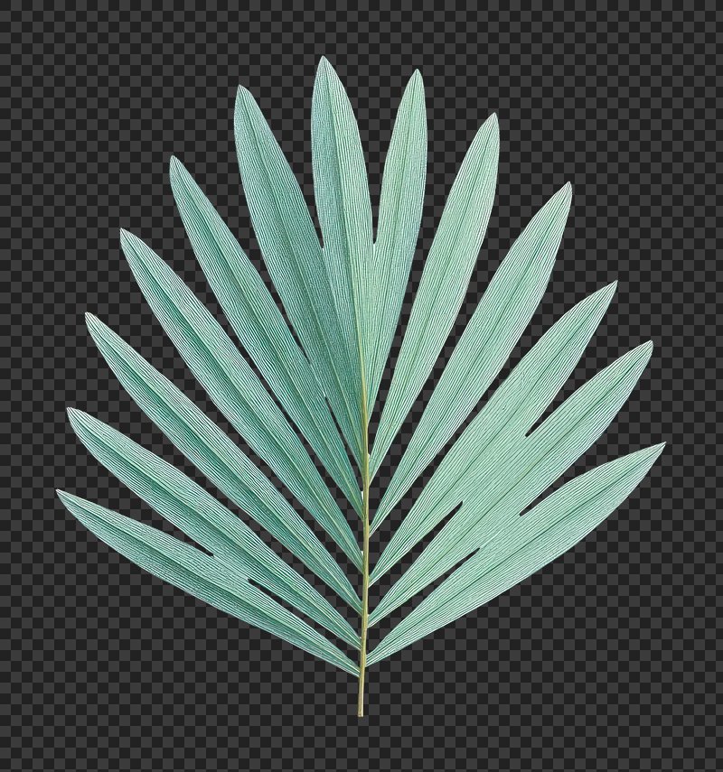 Pressed+paper Nature Images | Free Photos, PNG Stickers, Wallpapers ...