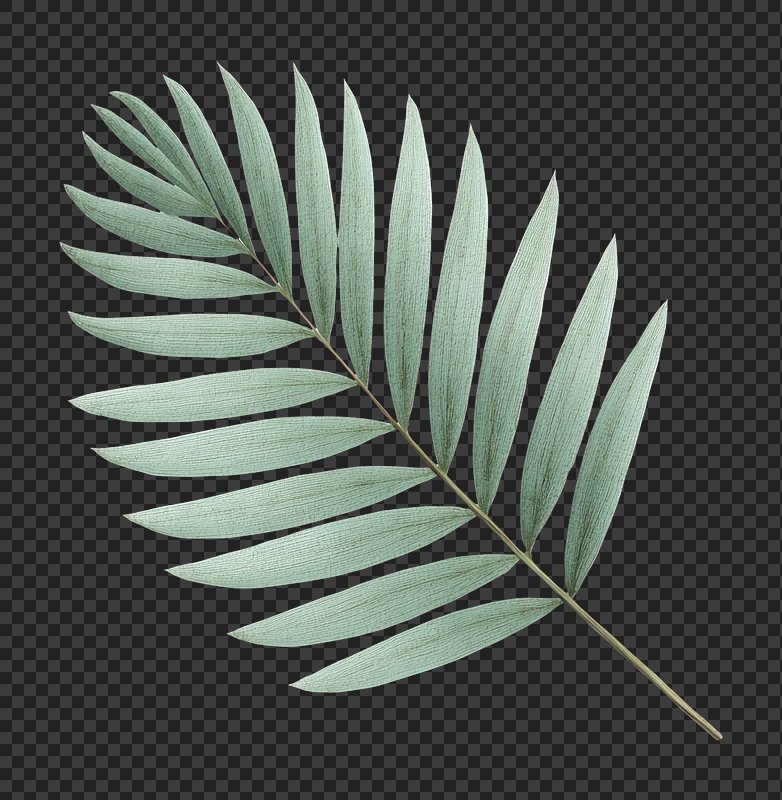 Palm+leaf+paper Tropical Images | Free Photos, PNG Stickers, Wallpapers & Backgrounds - rawpixel