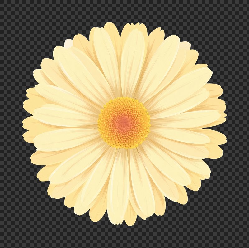 Daisy Graphics PNG Images | Free Photos, PNG Stickers, Wallpapers ...