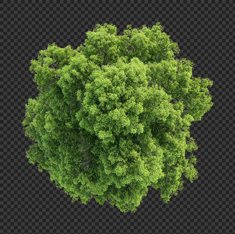 Tree Top View Lush Images | Free Photos, PNG Stickers, Wallpapers ...