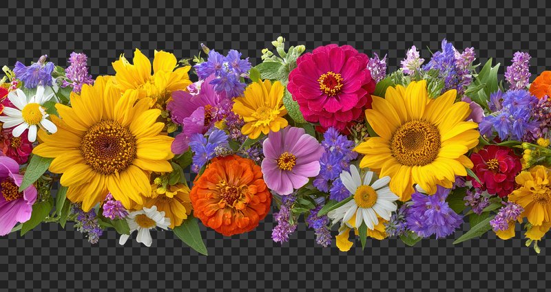 Borders Sunflower Blossom Images | Free Photos, PNG Stickers ...