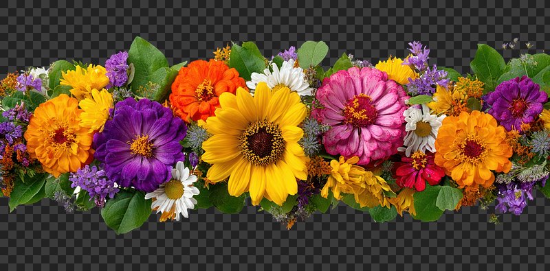 Cosmos Border Leaves Images | Free Photos, PNG Stickers, Wallpapers ...