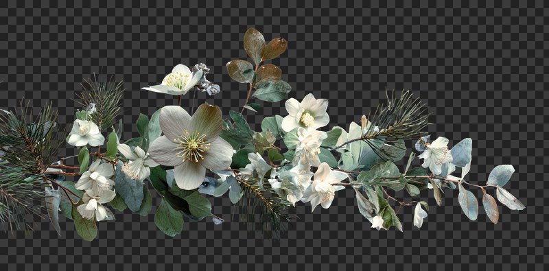 Pine Leaves Botanical Images | Free Photos, PNG Stickers, Wallpapers ...