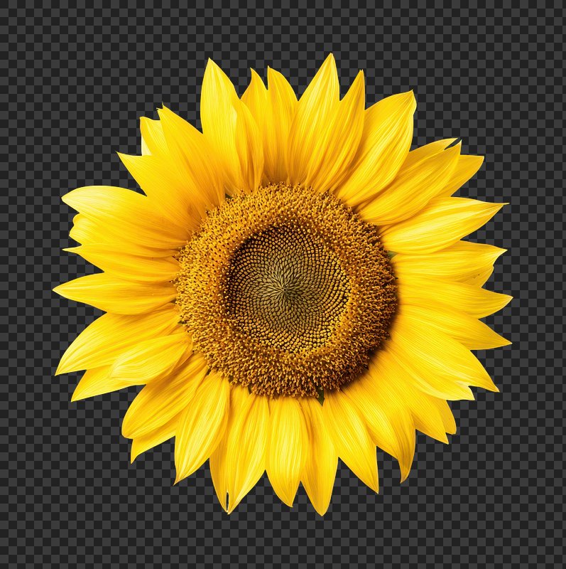 Top Plants Botanical Images | Free Photos, PNG Stickers, Wallpapers ...