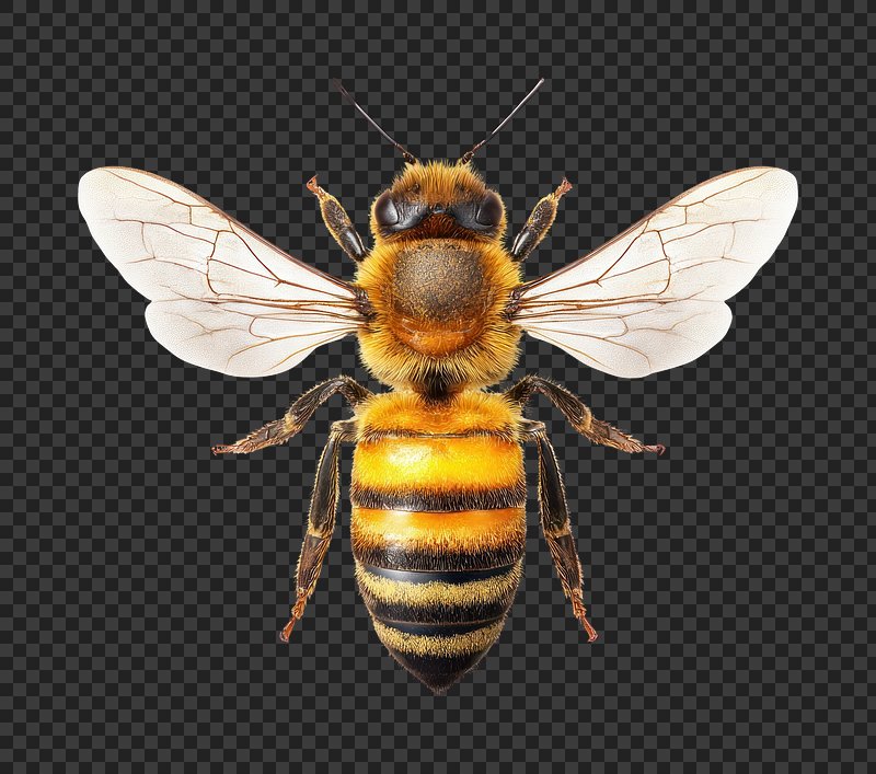 Bubbles Closeup Transparent PNG Images | Free Photos, PNG Stickers ...