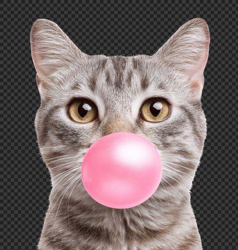 Cat Expression Png Images | Download Free Design Resources on rawpixel