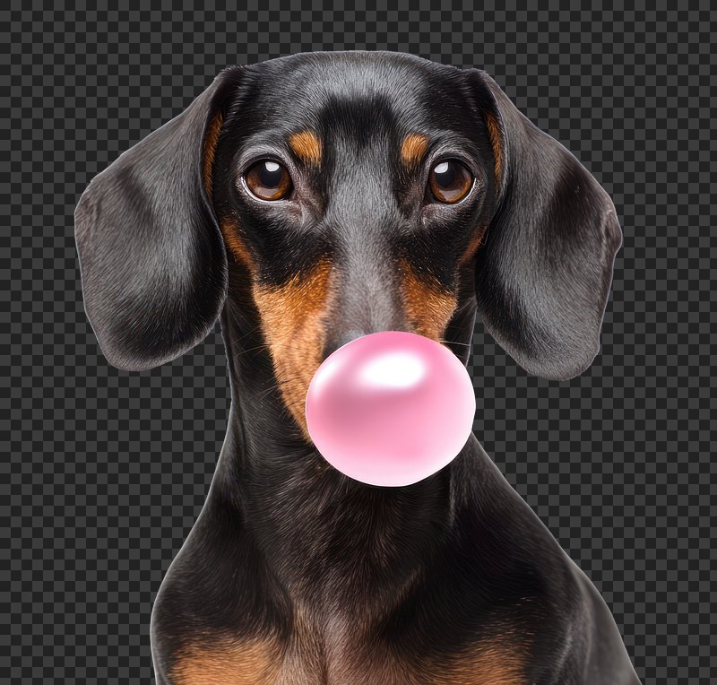 Cute Dachshund Shadow Images | Free Photos, PNG Stickers, Wallpapers ...