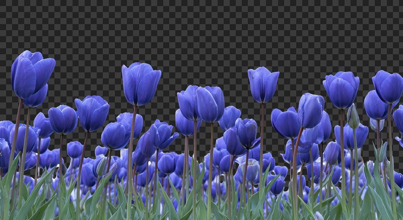 Beautiful.a Background PNG Shadow Nature Flowers Images | Free Photos ...