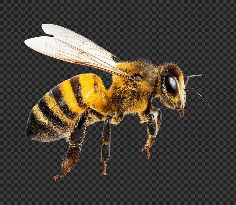 Insect With Wings White Images | Free Photos, PNG Stickers, Wallpapers ...