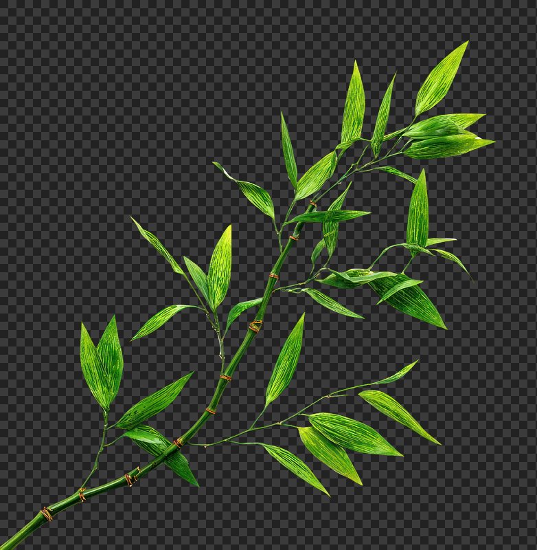 Bamboo Background Leaves Images | Free Photos, PNG Stickers, Wallpapers ...
