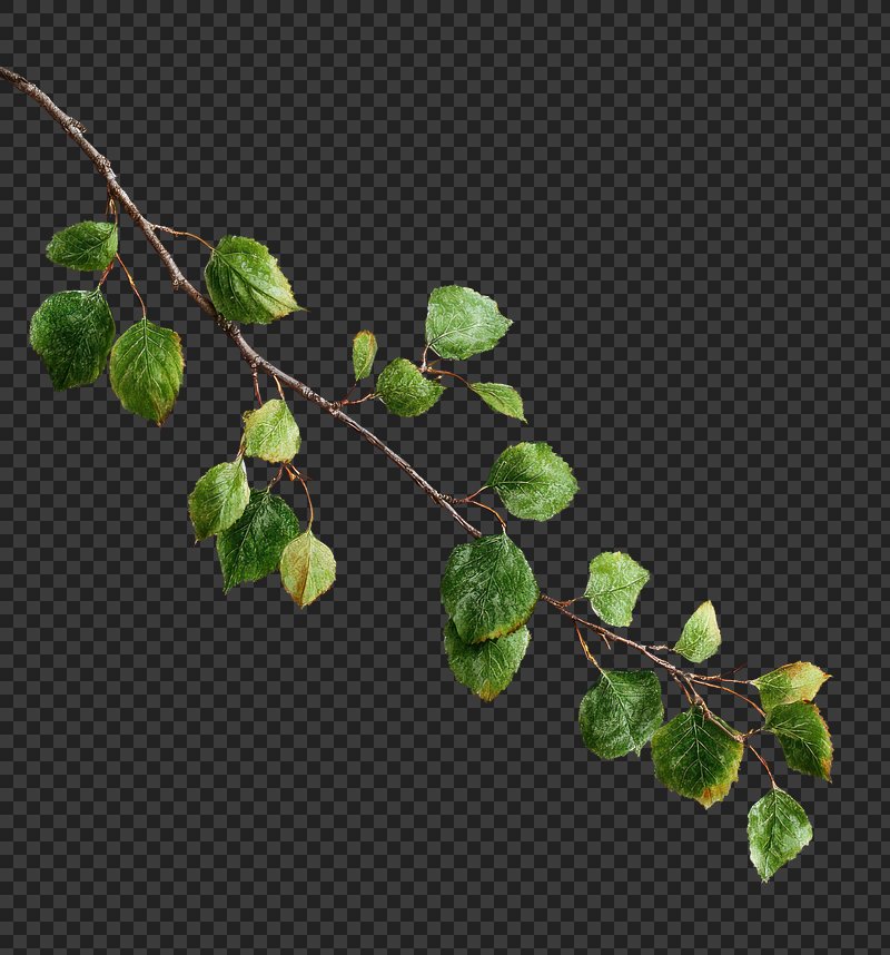 Stem Tree Green Nature Images | Free Photos, PNG Stickers, Wallpapers ...