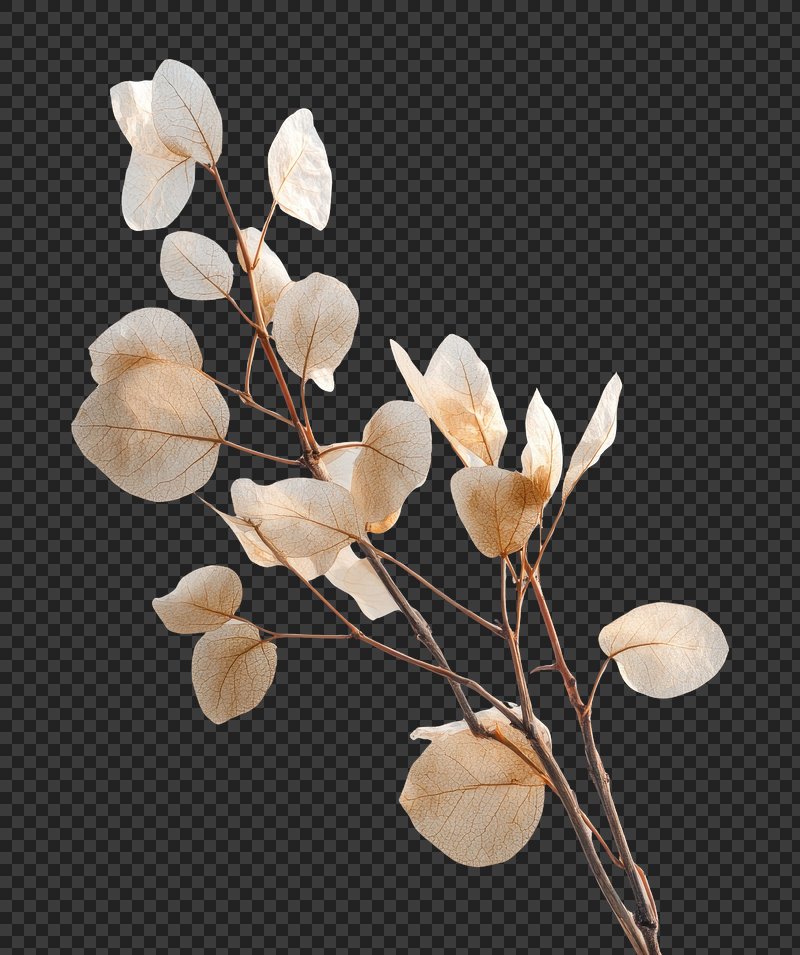 Cotton Plant PNG Art Images | Free Photos, PNG Stickers, Wallpapers ...