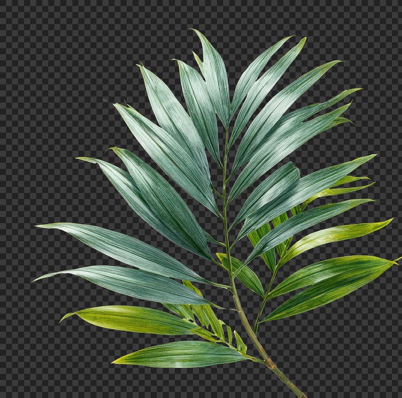 Of+various+shapes Leaves Art Design Images | Free Photos, PNG Stickers ...