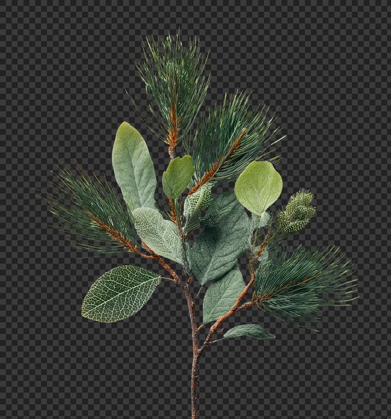 Needle Branch PNG Images | Free Photos, PNG Stickers, Wallpapers ...