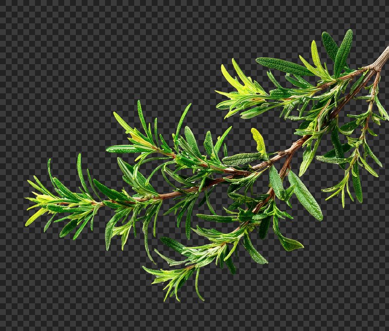 Transparent Herb Leaf Green Images | Free Photos, PNG Stickers ...
