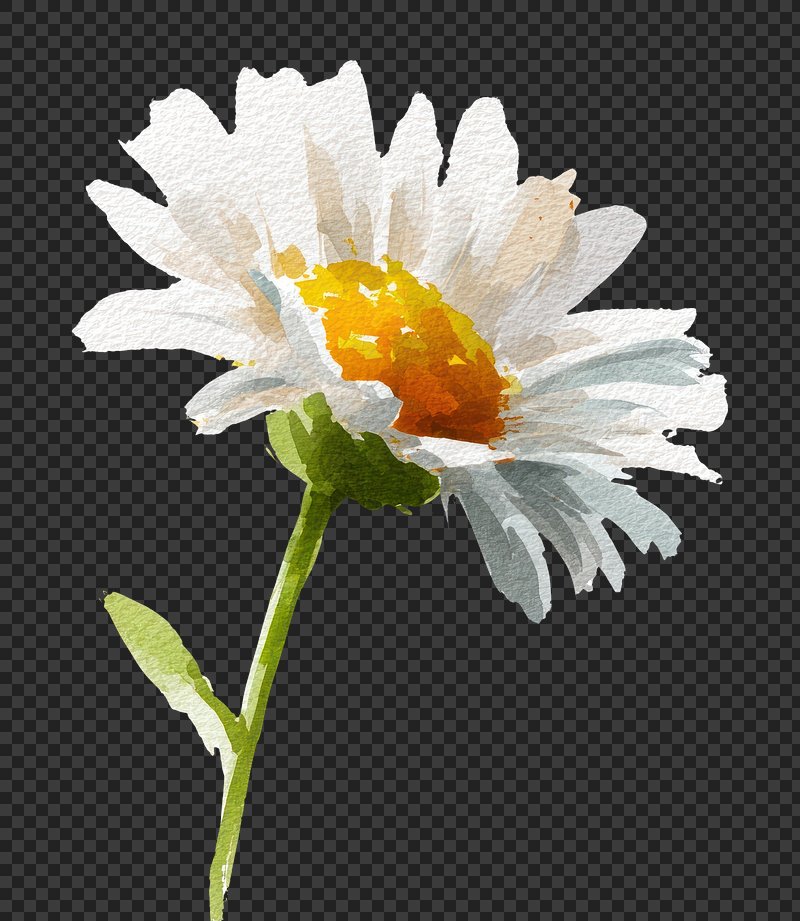 Daisy+watercolor+illustration Isolated Design Images | Free Photos, PNG ...