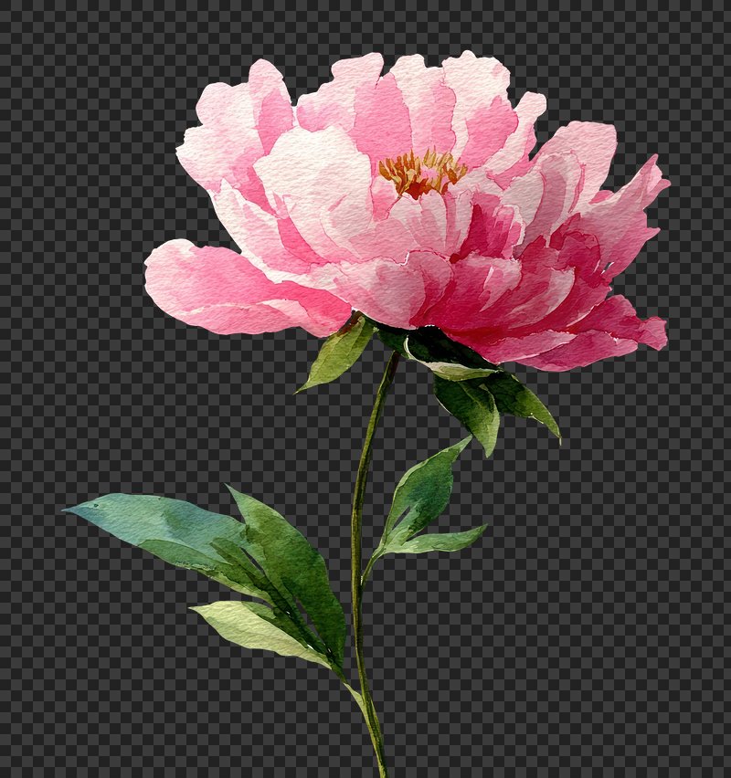 Aesthetic Peony Shadow Texture Images | Free Photos, PNG Stickers ...