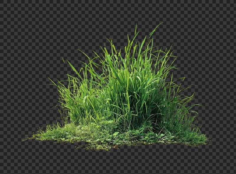 Grass Elements Nature Images | Free Photos, PNG Stickers, Wallpapers ...