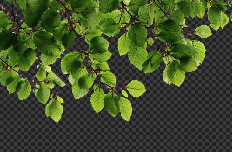 Tree Branches Photo Nature Images | Free Photos, PNG Stickers ...