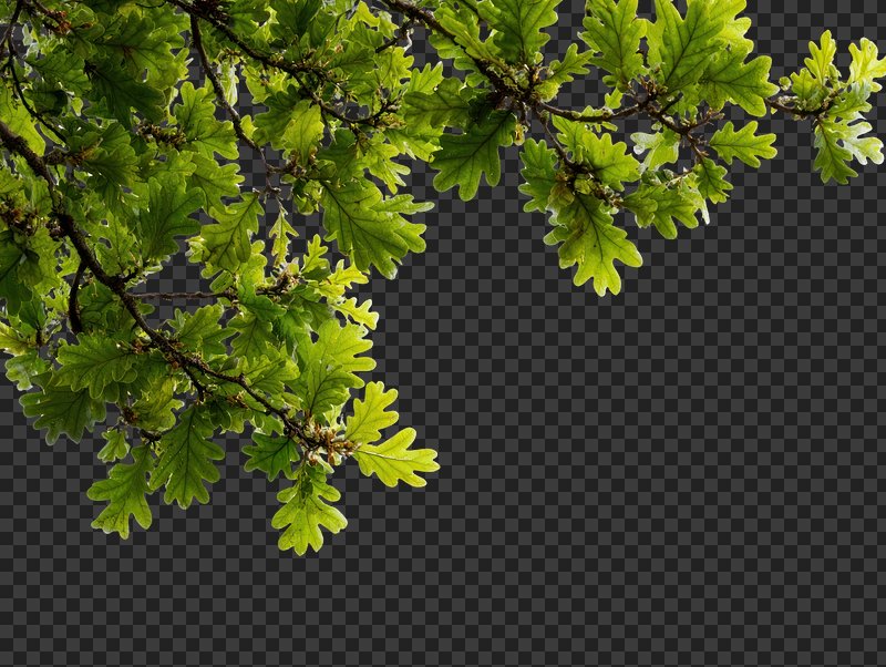 Tree+silhouette+photo Background Images | Free Photos, PNG Stickers ...