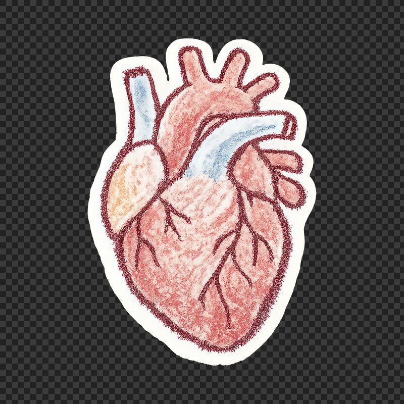 Drawing Of Anatomical Hand PNG Heart Images | Free Photos, PNG Stickers ...