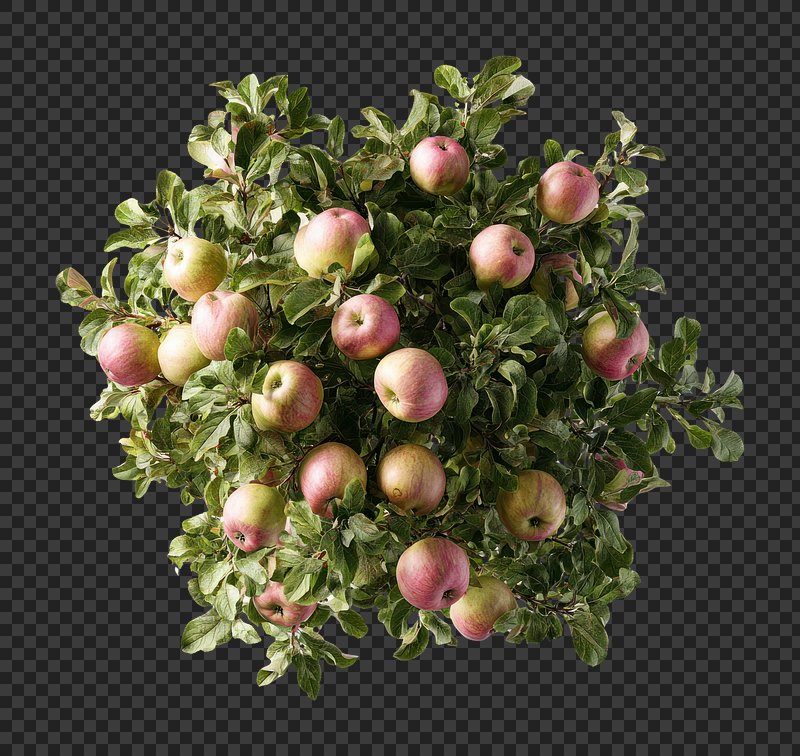 Orchard Trees PNG Images | Free Photos, PNG Stickers, Wallpapers ...