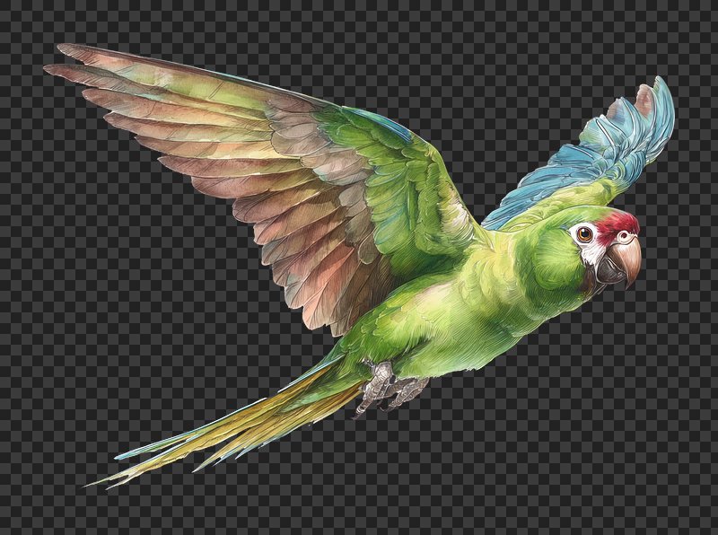 Parrot Watercolour Wildlife Images | Free Photos, PNG Stickers ...