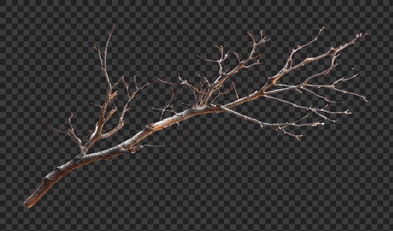 Dried Twig Branch Images | Free Photos, PNG Stickers, Wallpapers ...