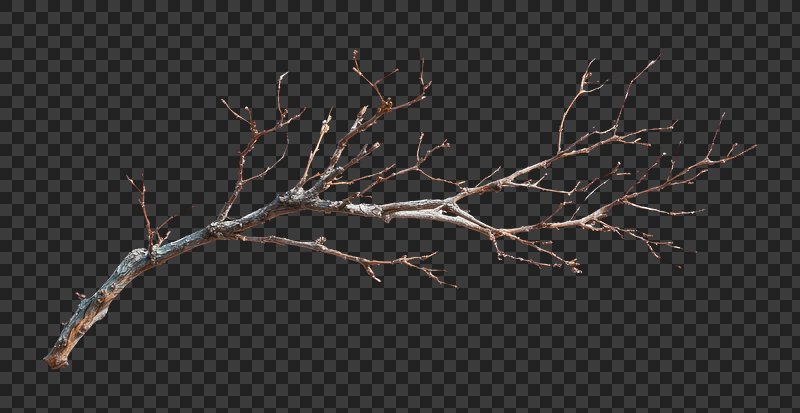 Dried Twig Branch Images | Free Photos, PNG Stickers, Wallpapers ...