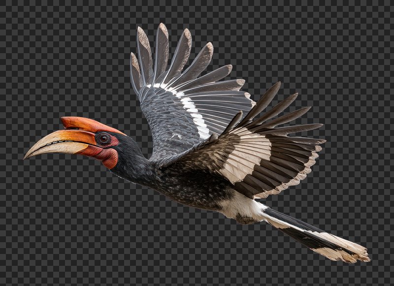 Bird Photos Wildlife PNG Transparent Color Images | Free Photos, PNG ...