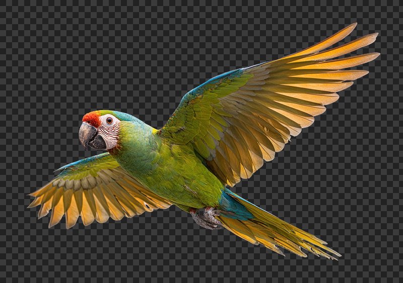 Bird Photos Wildlife PNG Transparent Animal Images | Free Photos, PNG ...