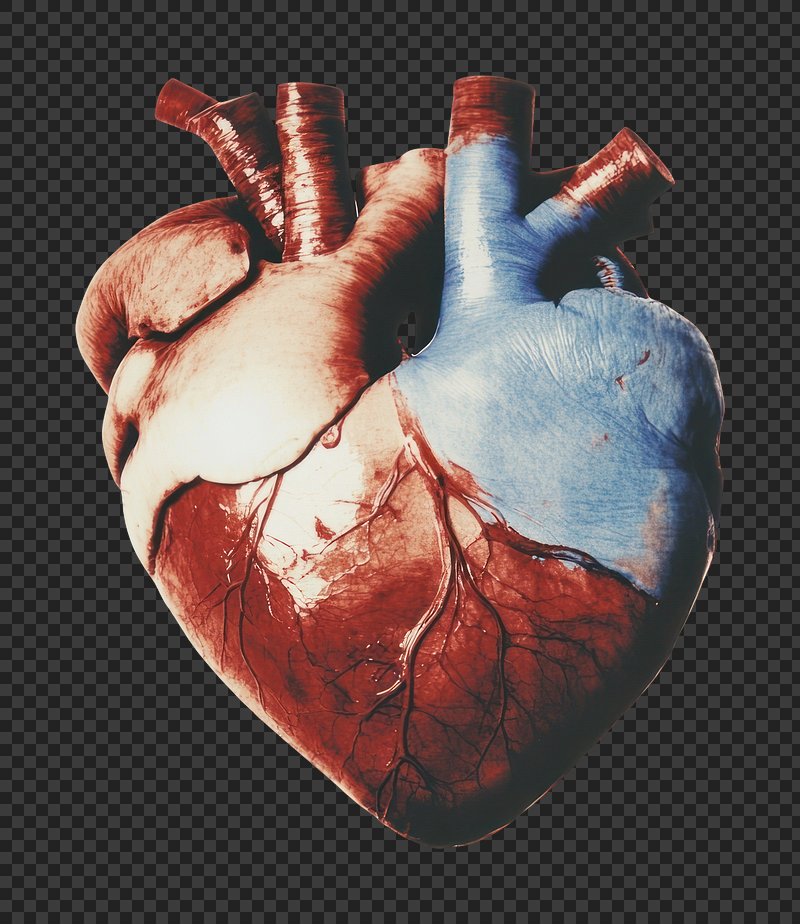 Anatomical Heart Isolated Medical Images | Download Free Design ...