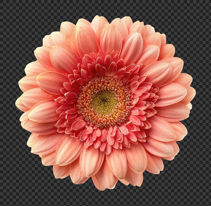 Gerbera Daisy Flower Floral Pink Images | Free Photos, PNG Stickers ...