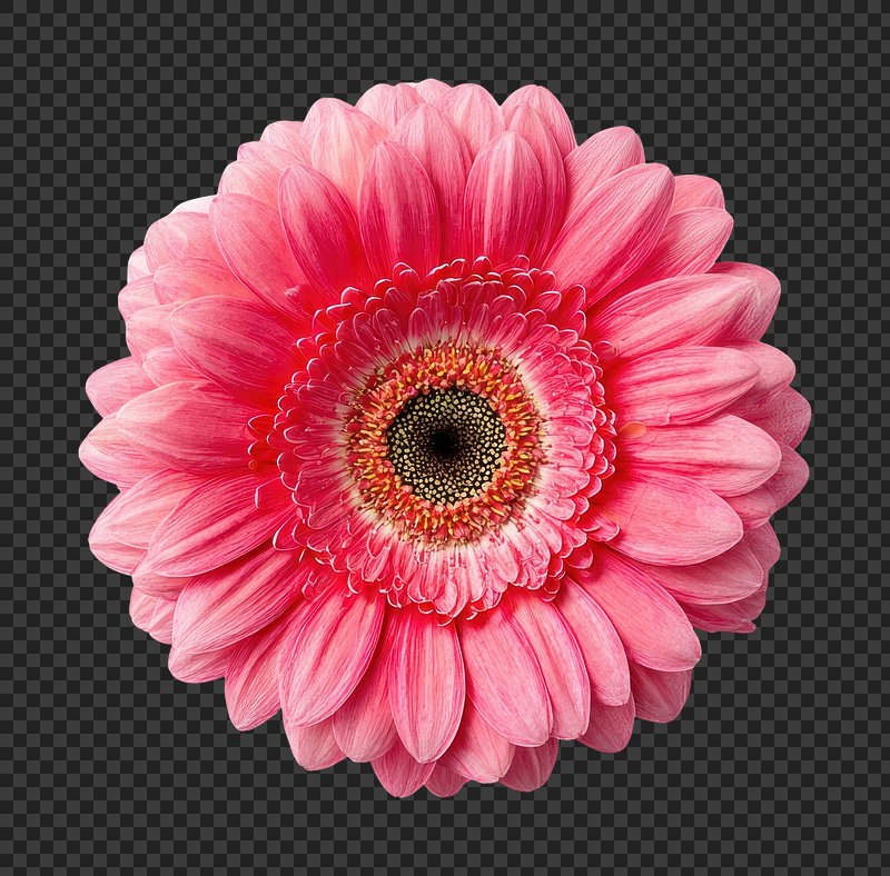 Gerbera Daisy Flower Floral Pink Design Images | Free Photos, PNG ...