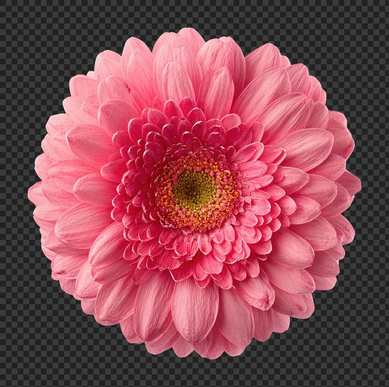Gerbera Daisy Flower Floral Pink Images | Free Photos, PNG Stickers ...