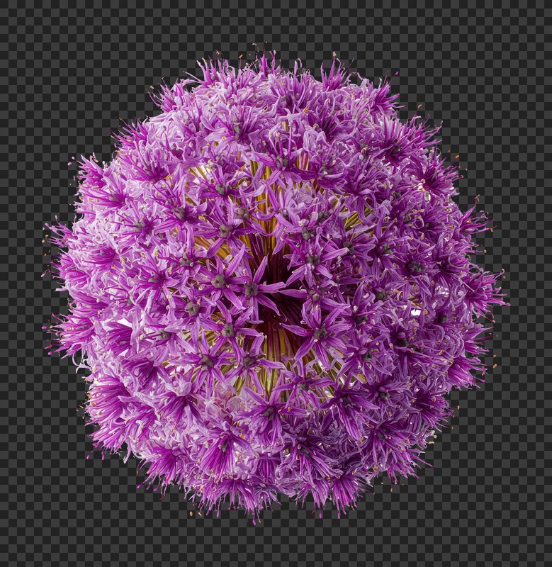 Ornamental Plant Botanical Images | Free Photos, PNG Stickers ...