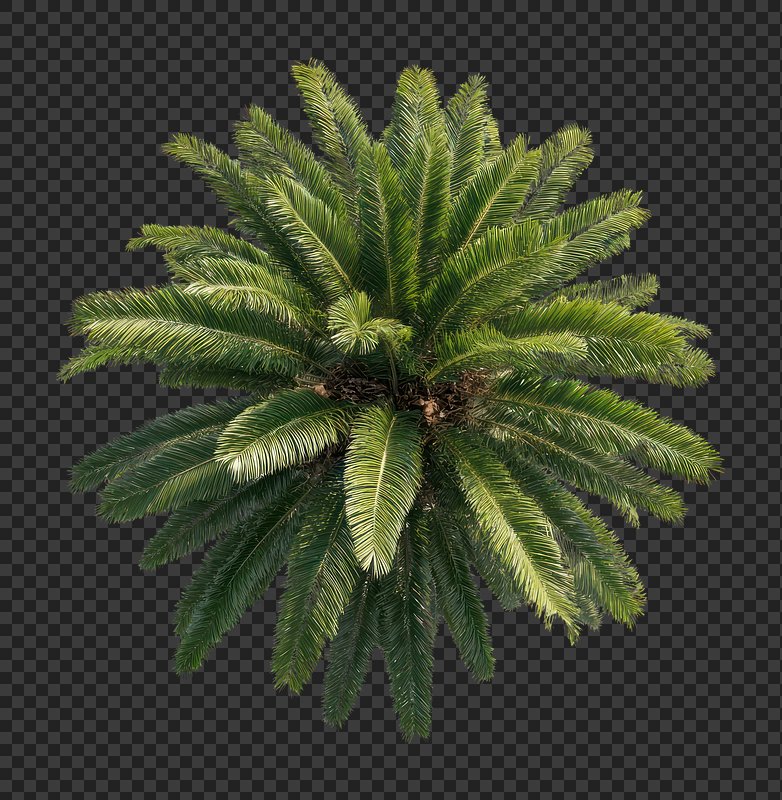 Tropical And Palm Leaves Nature Tree Background Images | Free Photos ...