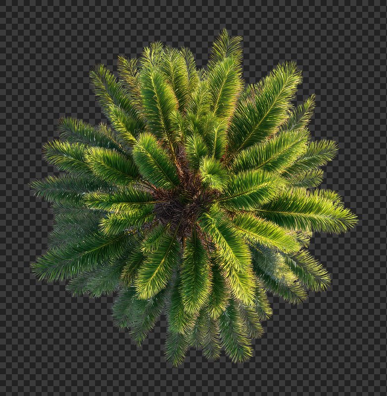 Tropical And Palm Leaves Nature Tree Background Images | Free Photos ...