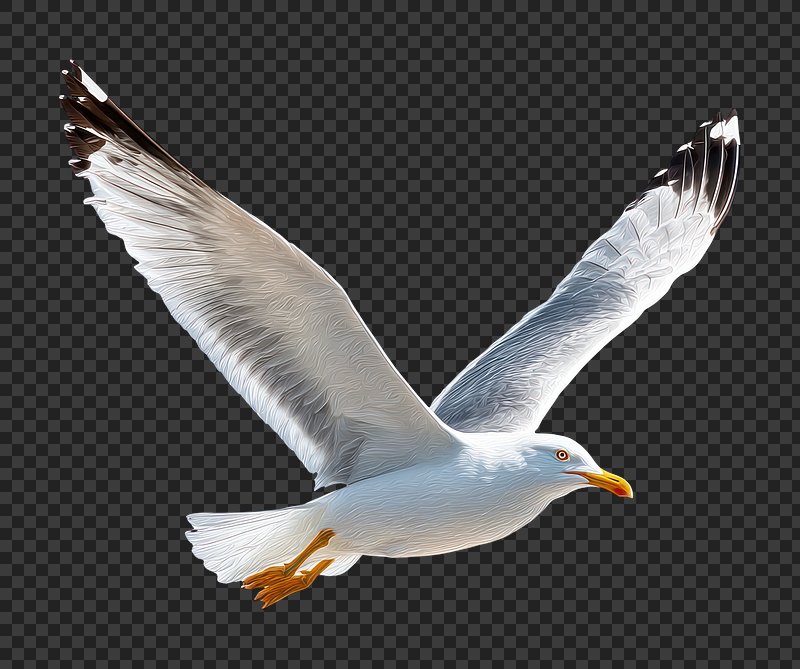 Element Summer Design Transparent Border Space Images | Free Photos ...