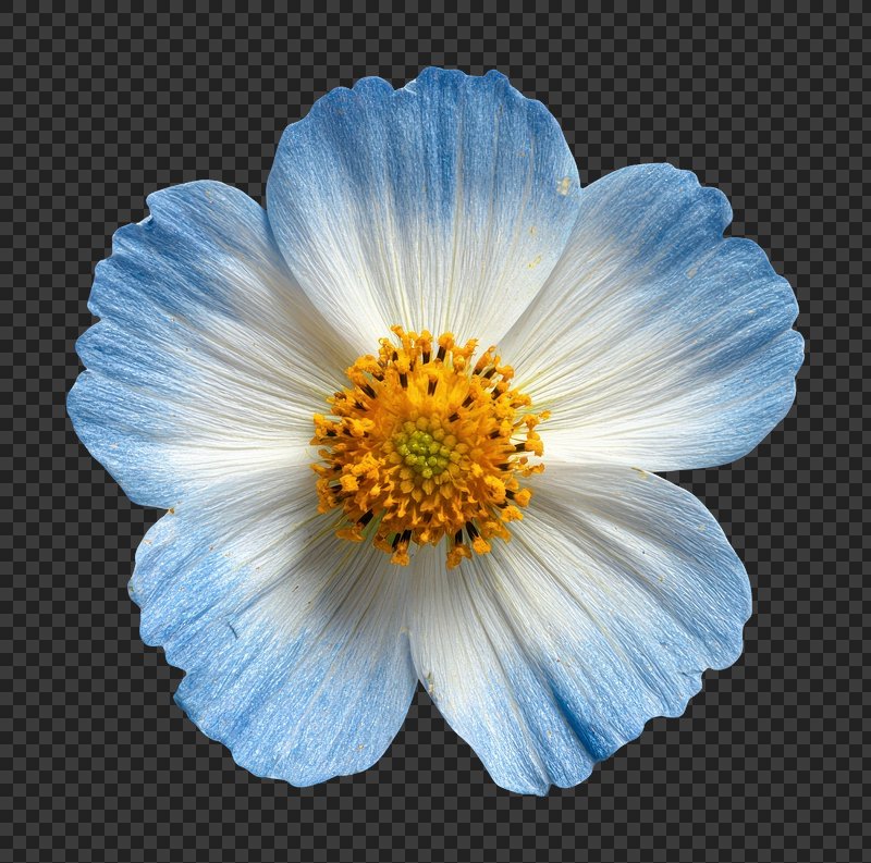 Flower Theme Border Isolated Shadow Art Images | Free Photos, PNG ...