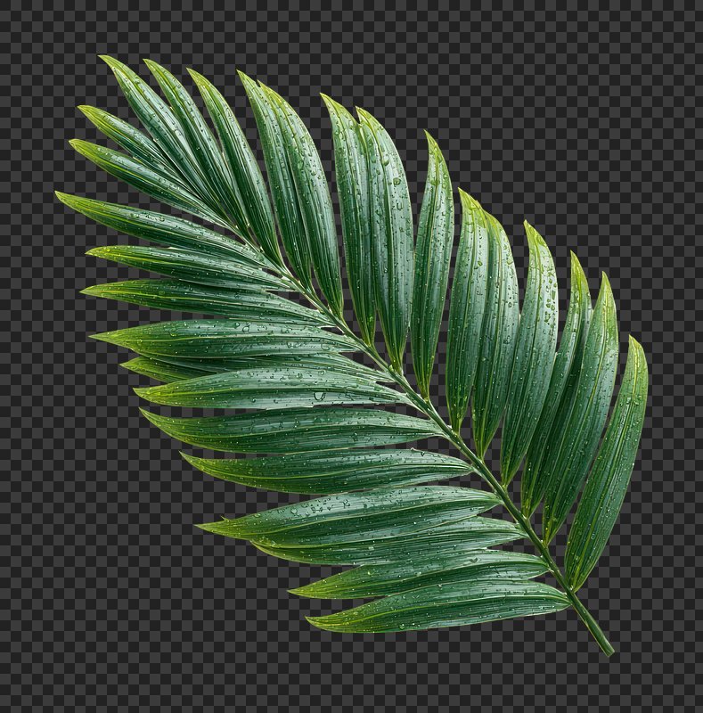 Summer Nature Background Shadow Tropical PNG Images | Free Photos, PNG ...